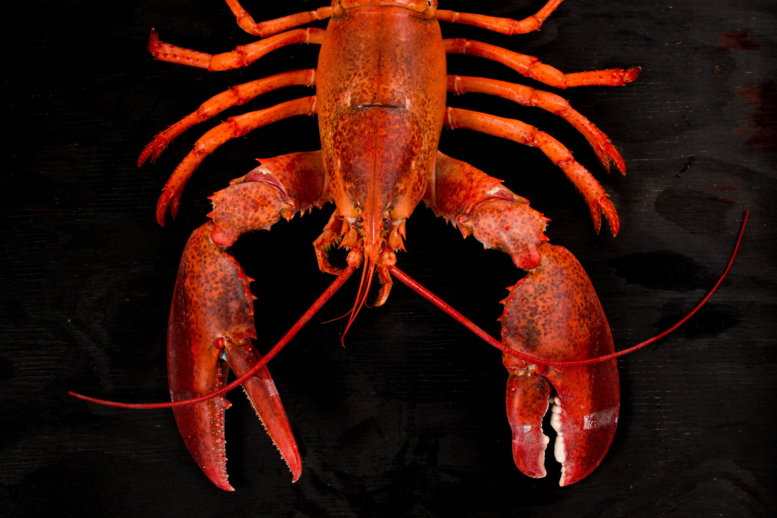 Homard du Québec vivant et frais cuit | Saison 2025 | Poissonnerie La Mer