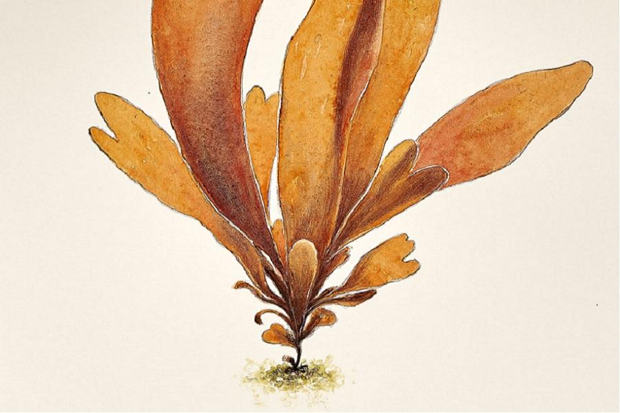 Algues séchées entières Bacon de Mer (Dulse) - 30 gr