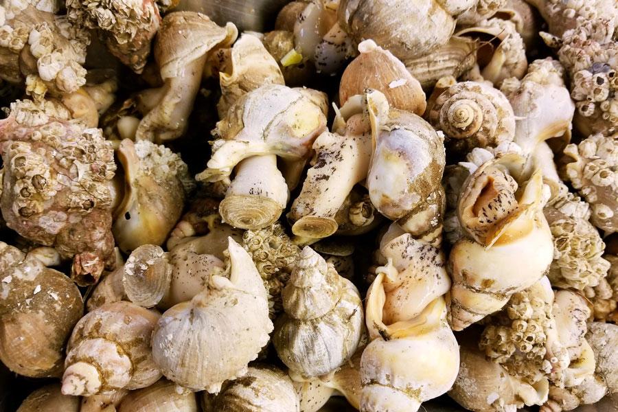Live Whelks - 1 kg