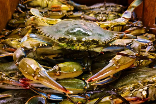 Crabe vivant, frais ou congelé | Poissonnerie en ligne | La Mer