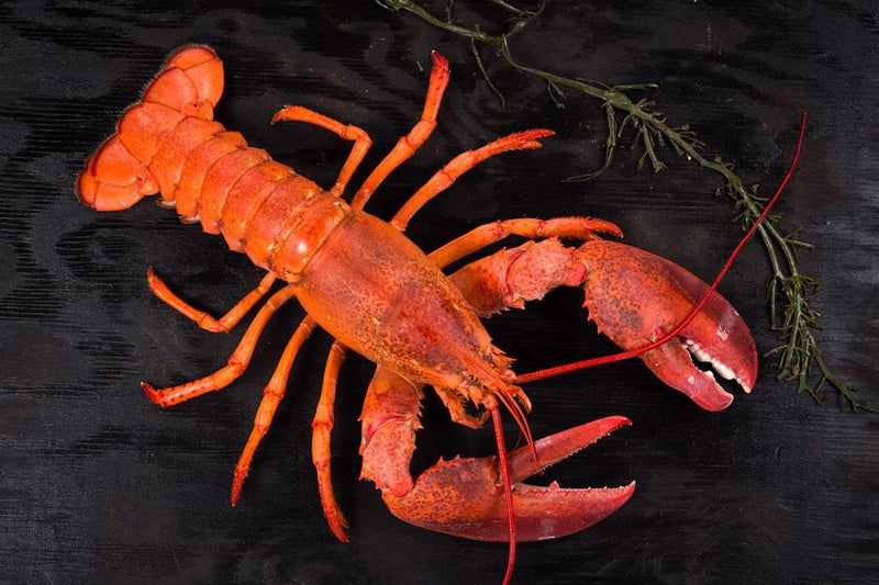 Homard du Québec vivant et frais cuit | Saison 2025 | Poissonnerie La Mer
