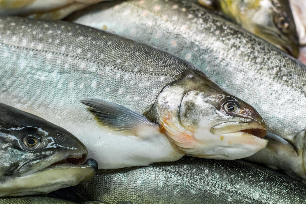 Poissonnerie La Mer - Marché de poissons et de fruits de mer frais