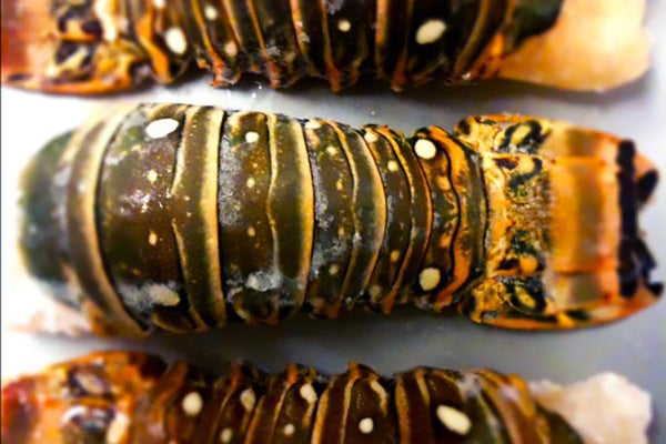 Homard du Québec vivant et frais cuit | Saison 2025 | Poissonnerie La Mer